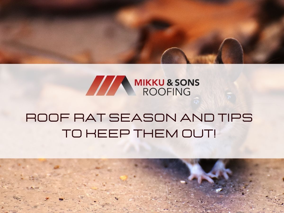Roof Rat Season Tips To Keep Them Out - Mikku & Sons Roofing